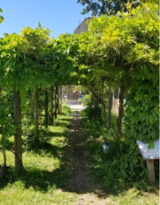 Presentation at Strathcona Community Garden! - Eco Eats